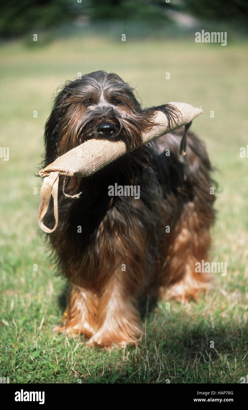 Hunde lachen hi-res stock photography and images - Alamy