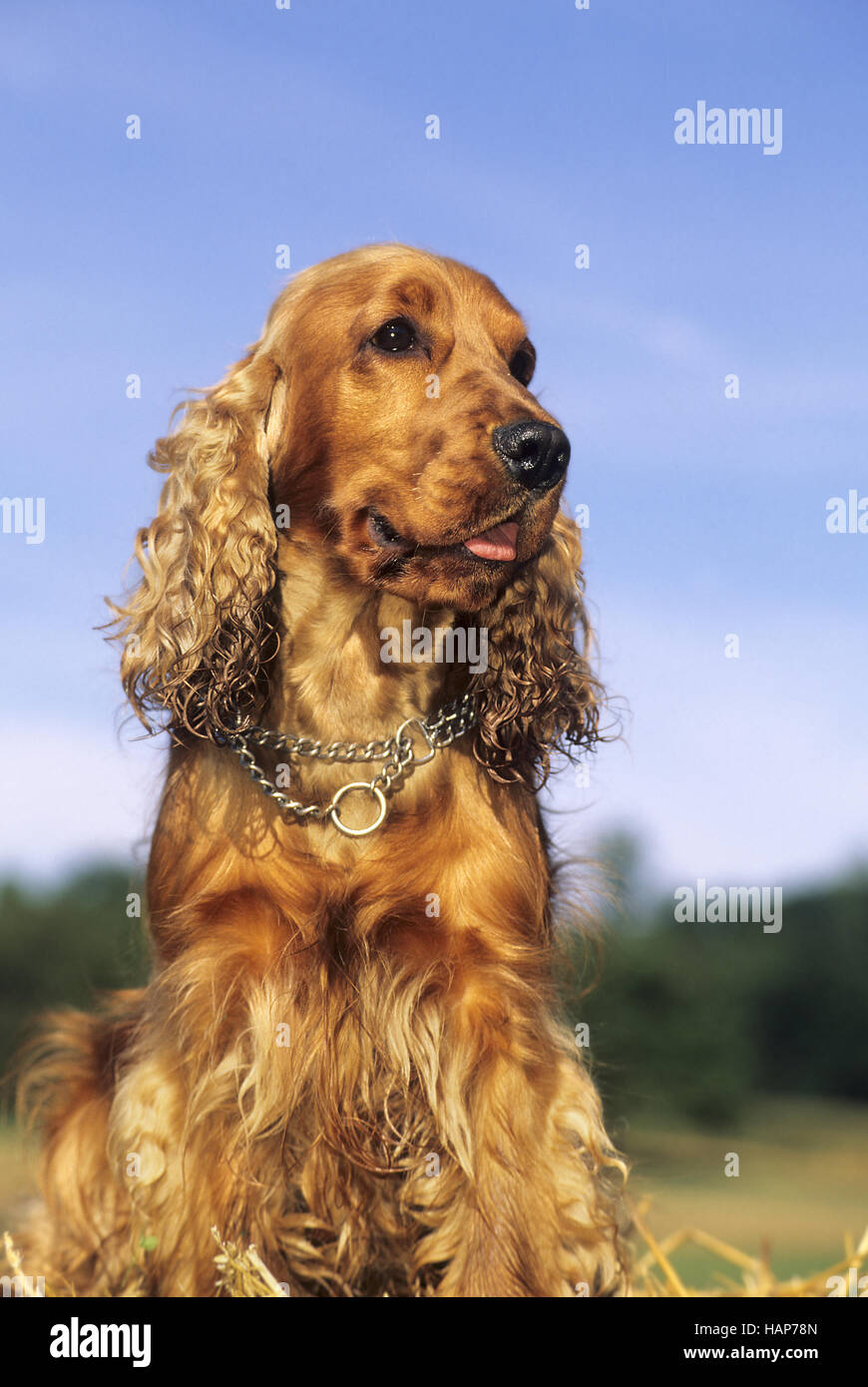 Golden english cocker spaniel hi-res stock photography and images - Alamy