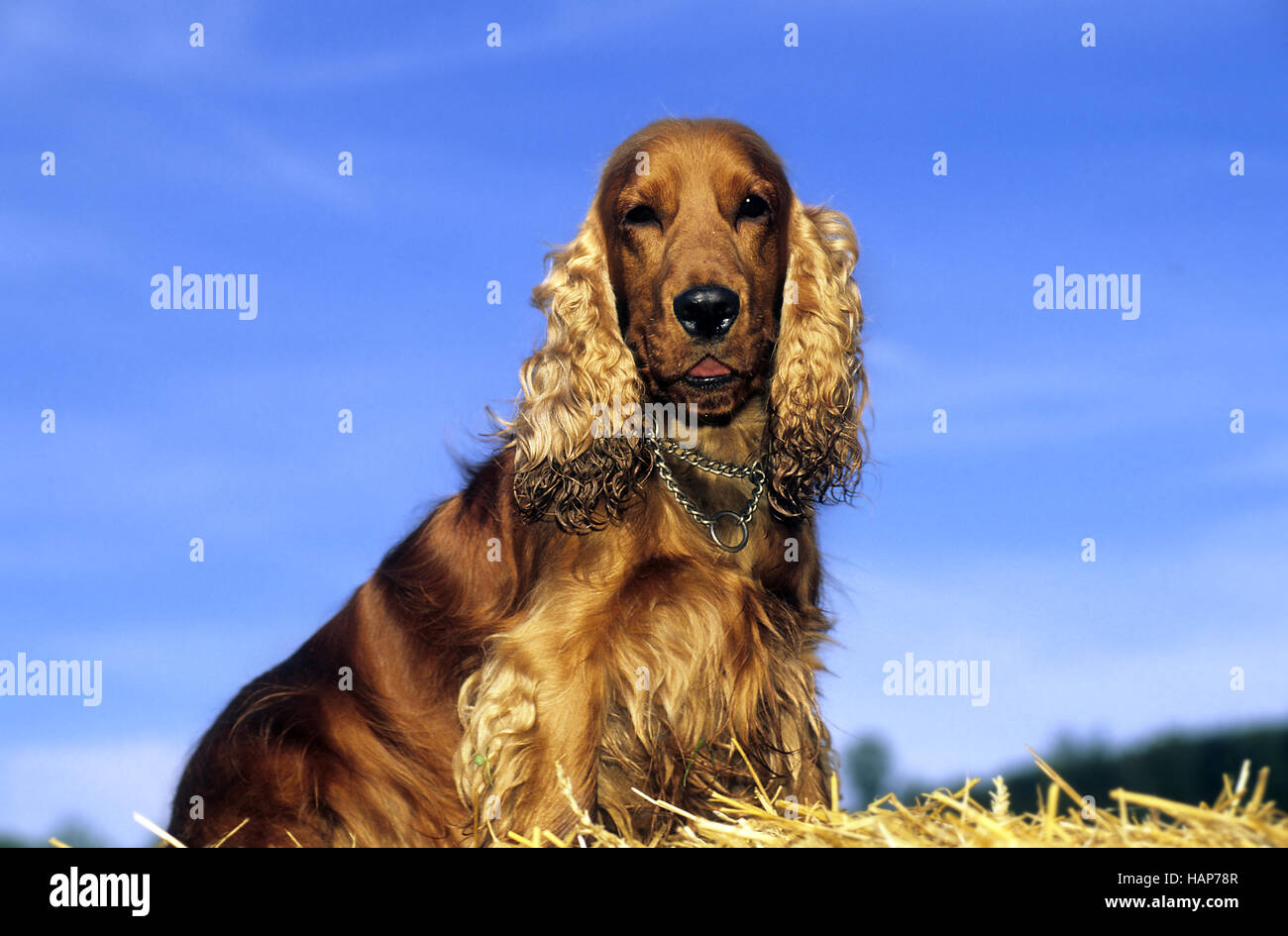 Golden english cocker spaniel hi-res stock photography and images - Alamy