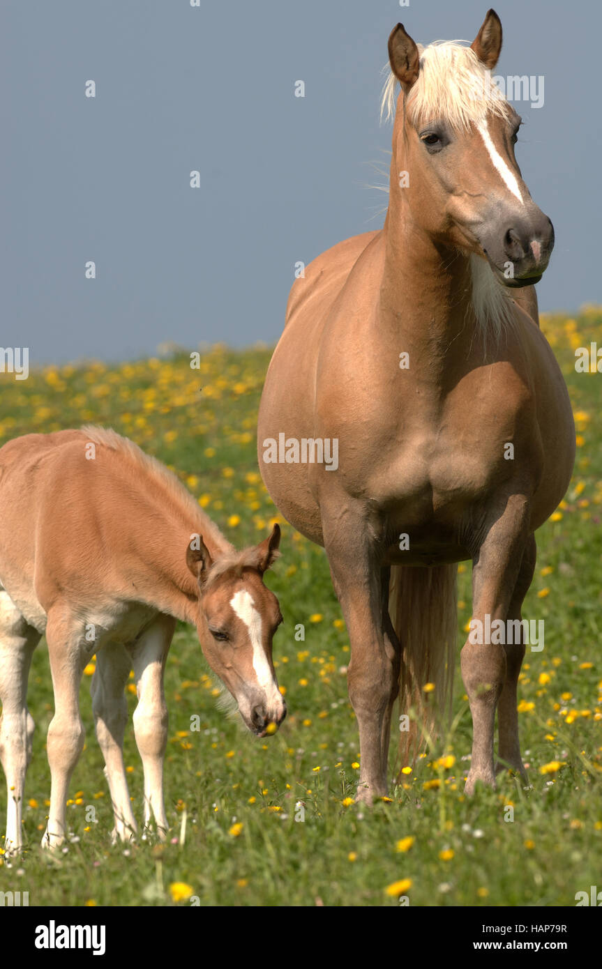 Caballos haflinger hi-res stock photography and images - Alamy