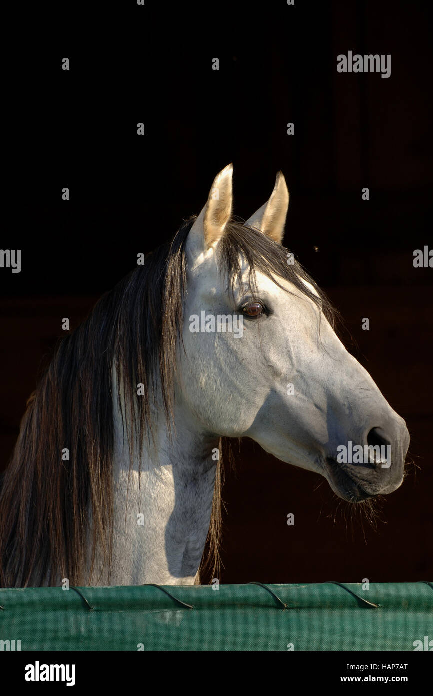 Hengstportrait, Stallion Portrait in Stable Stock Photo - Alamy