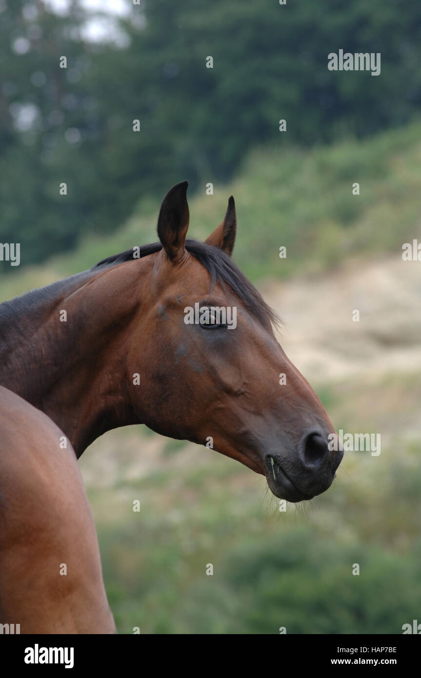 Braunes Pferd High Resolution Stock Photography and Images - Alamy
