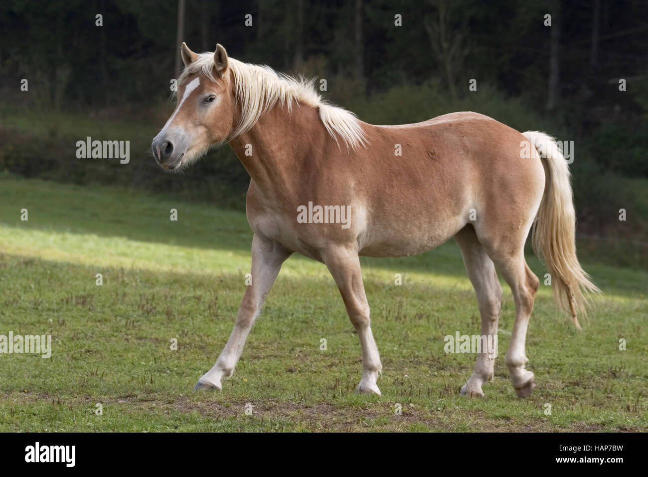 Caballo haflinger hi-res stock photography and images - Alamy