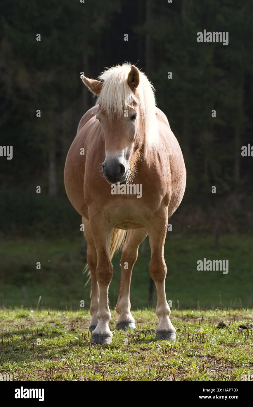 Haflingerpony hi-res stock photography and images - Alamy