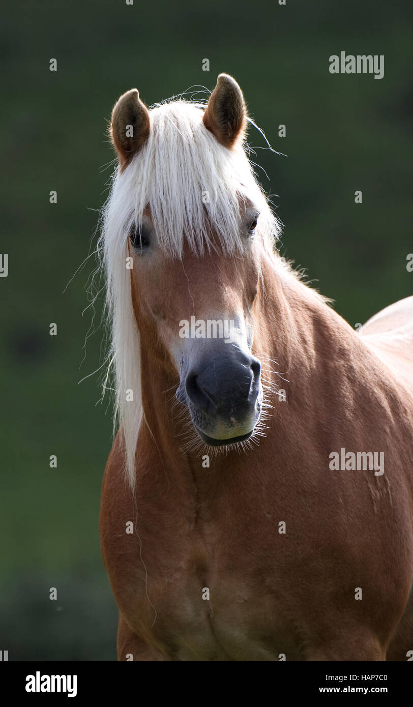 Kopfportrait vom Haflinger Stock Photo - Alamy