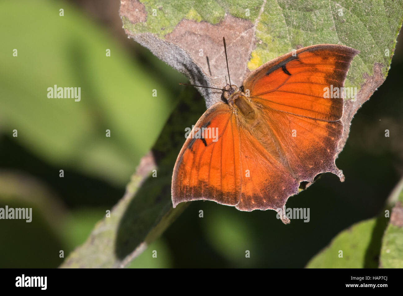 Tropical Leafwing, Anaea aidea Stock Photo - Alamy