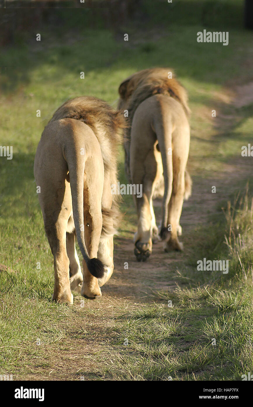 Loewen hi-res stock photography and images - Alamy