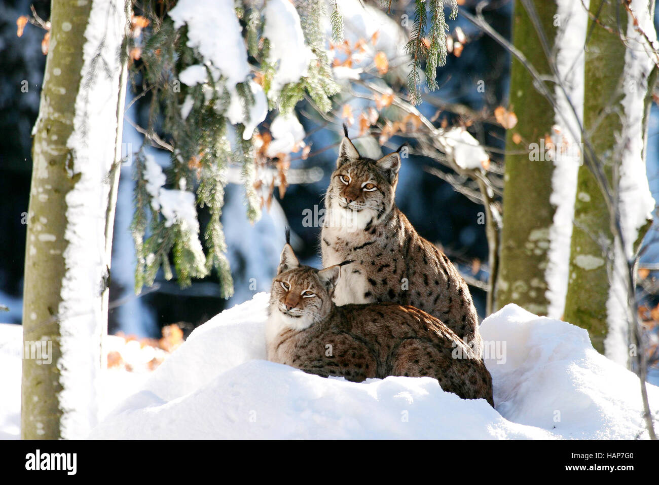 Eurasische luchs hi-res stock photography and images - Alamy