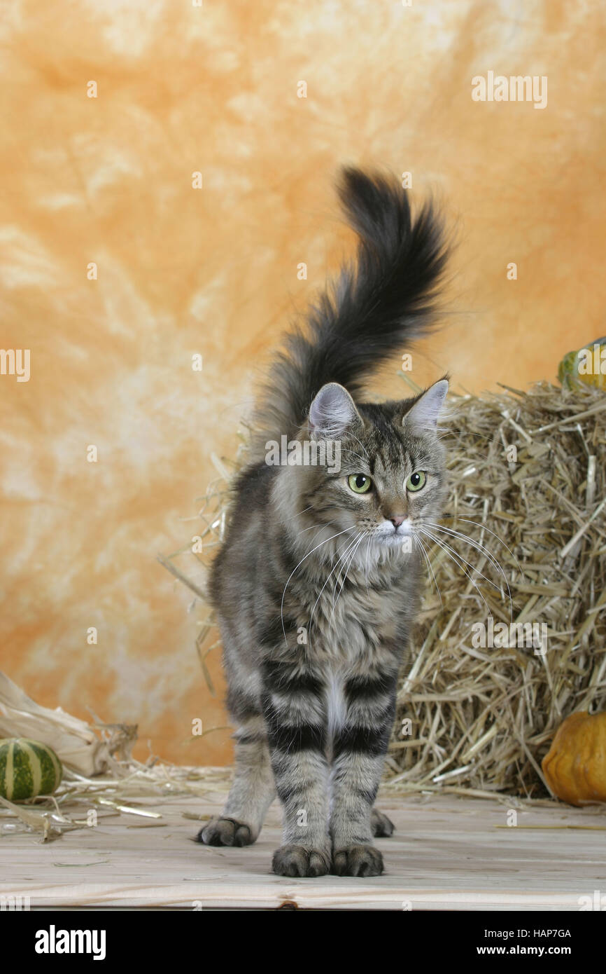 Norwegerkatze hi-res stock photography and images - Alamy
