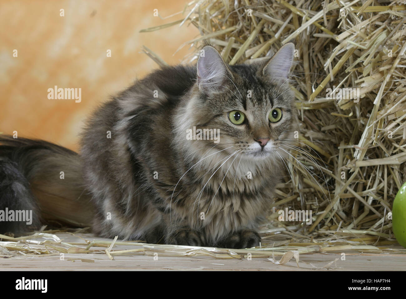Norwegerkatze hi-res stock photography and images - Alamy
