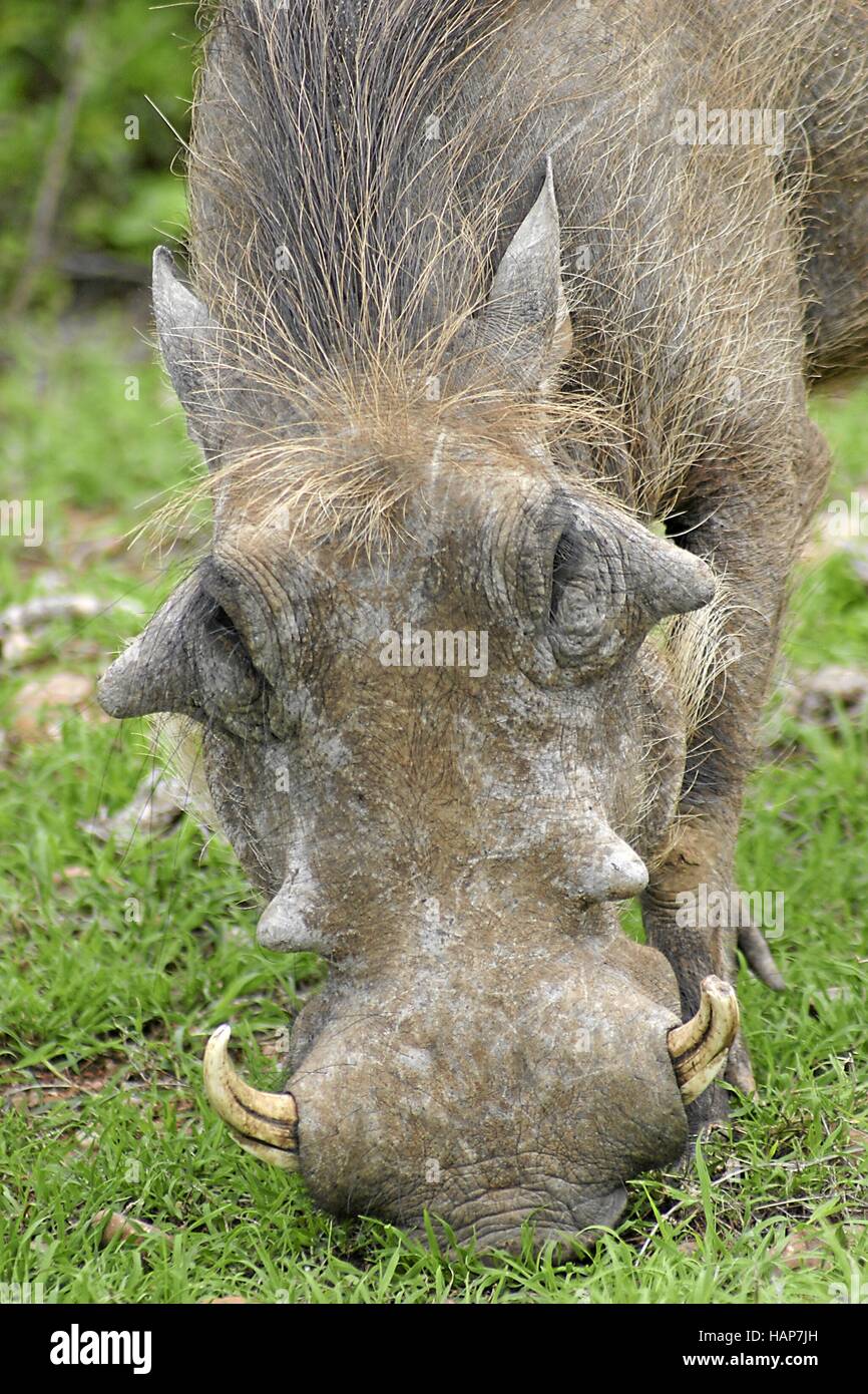 Warzenschwein, Warthog, Wart Hog Stock Photo - Alamy