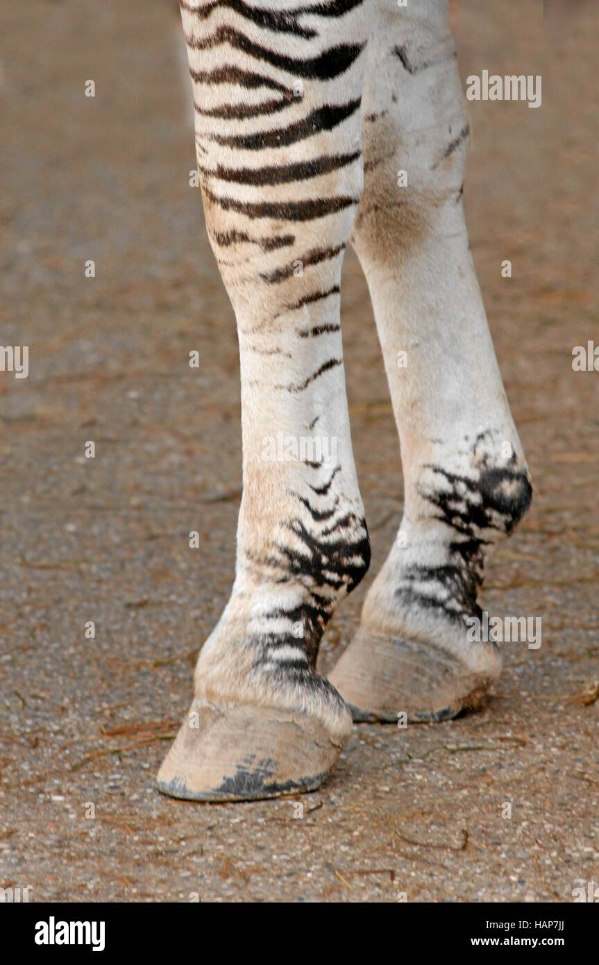 Zebralegs hi-res stock photography and images - Alamy