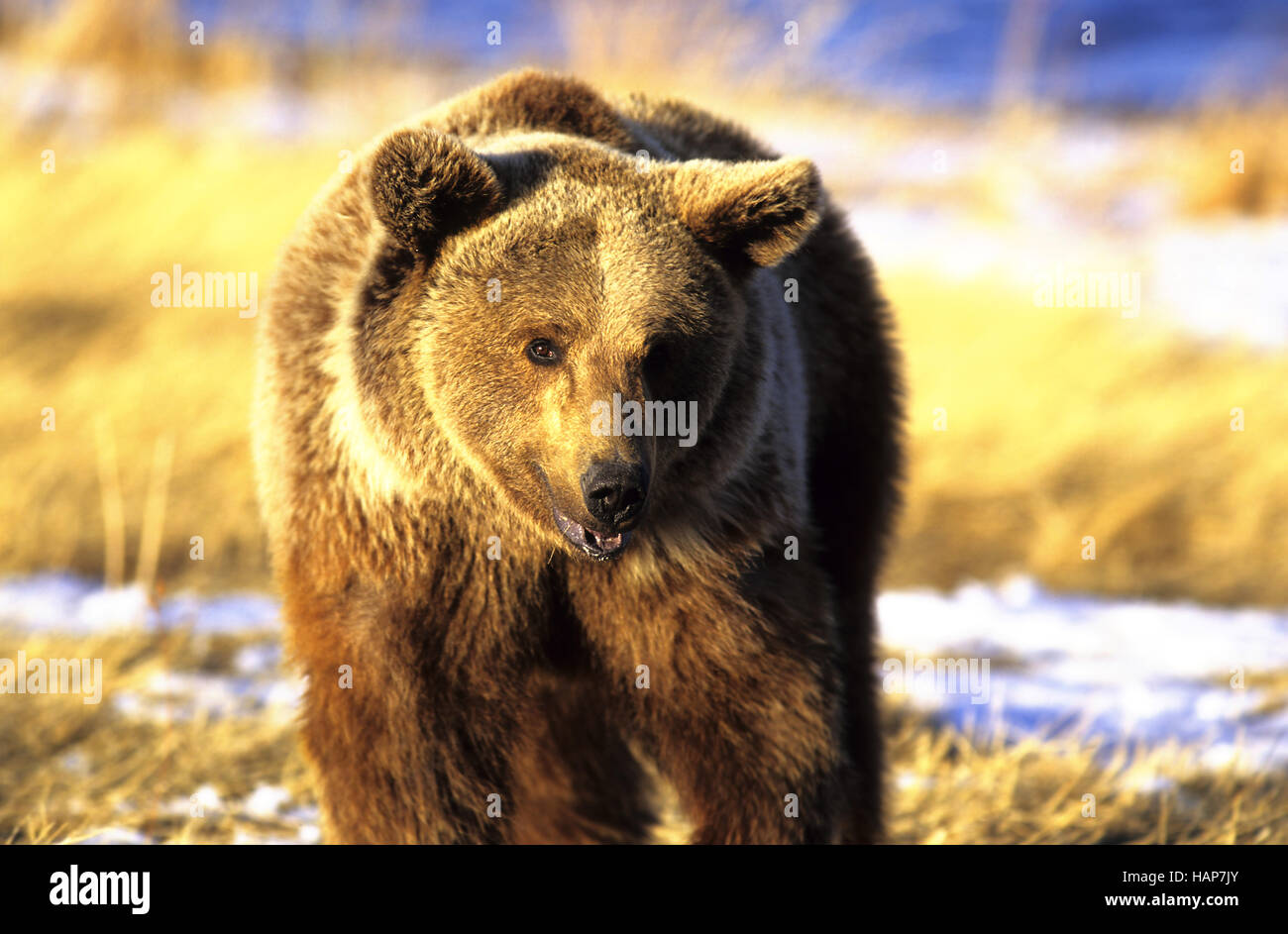 Braunbaer, Brown Bear, Ursus arctos Stock Photo - Alamy