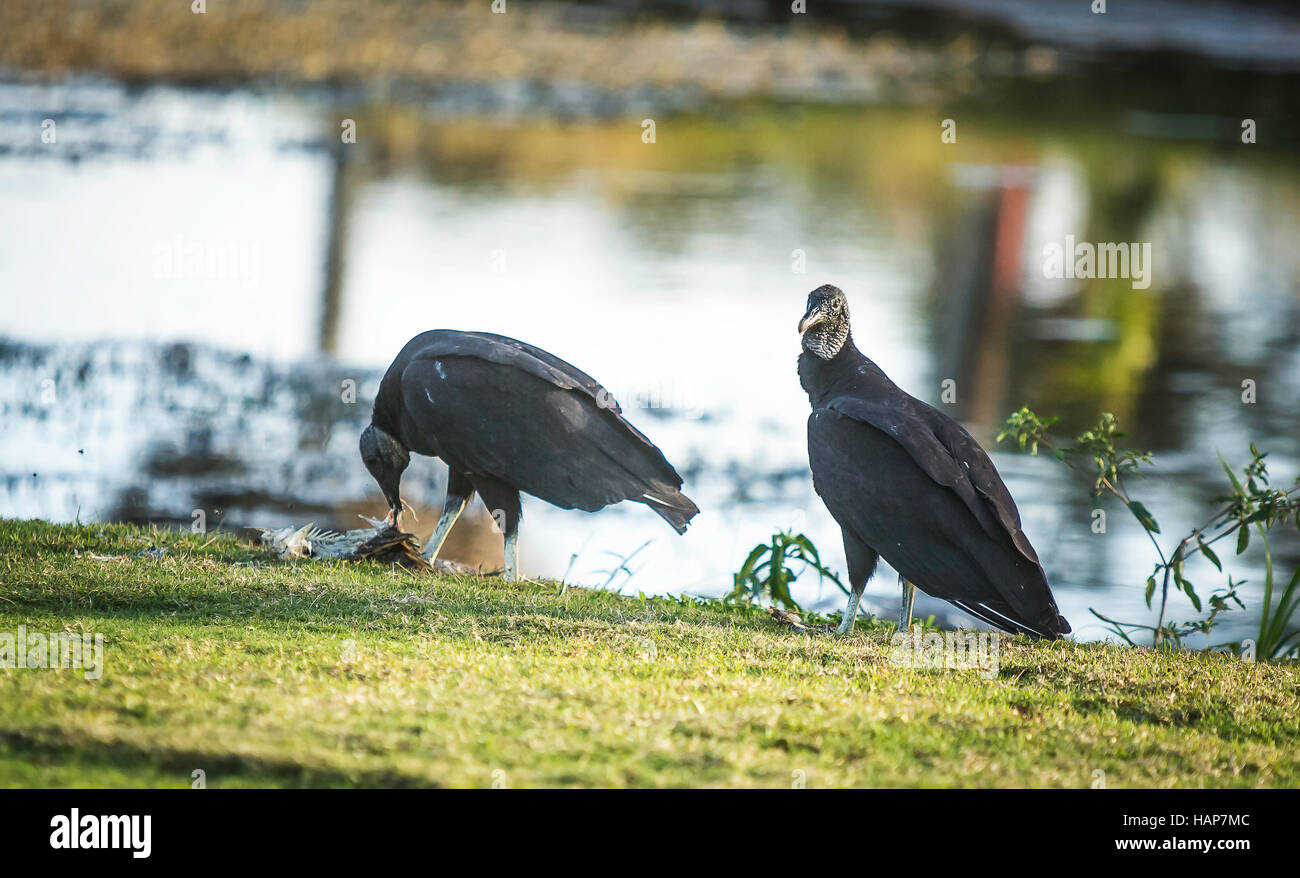 Two Turkey Vultures, one eating a carcass Stock Photo - Alamy