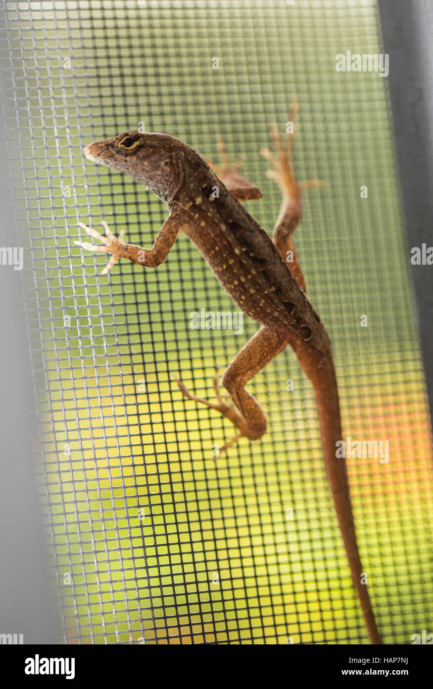 Gecko lizard hanging on a screen, closeup Stock Photo - Alamy