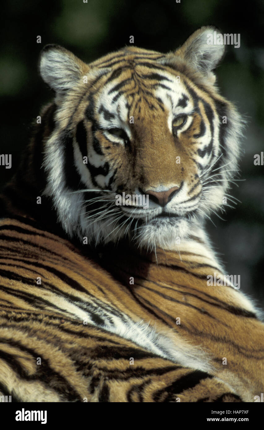 Royal Tiger Stock Photo - Alamy