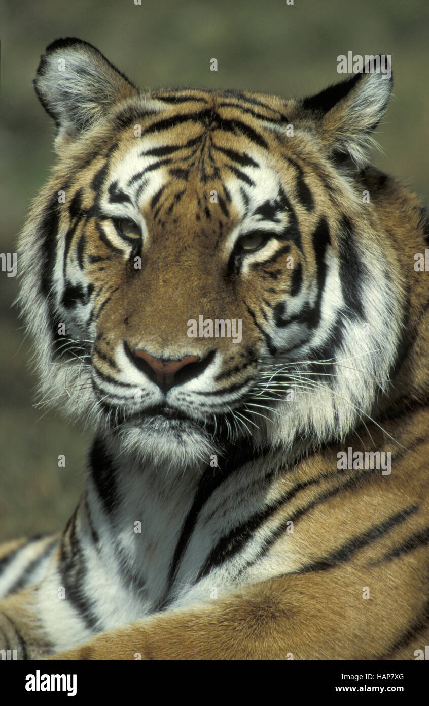 Tigre royal du bengale hi-res stock photography and images - Alamy