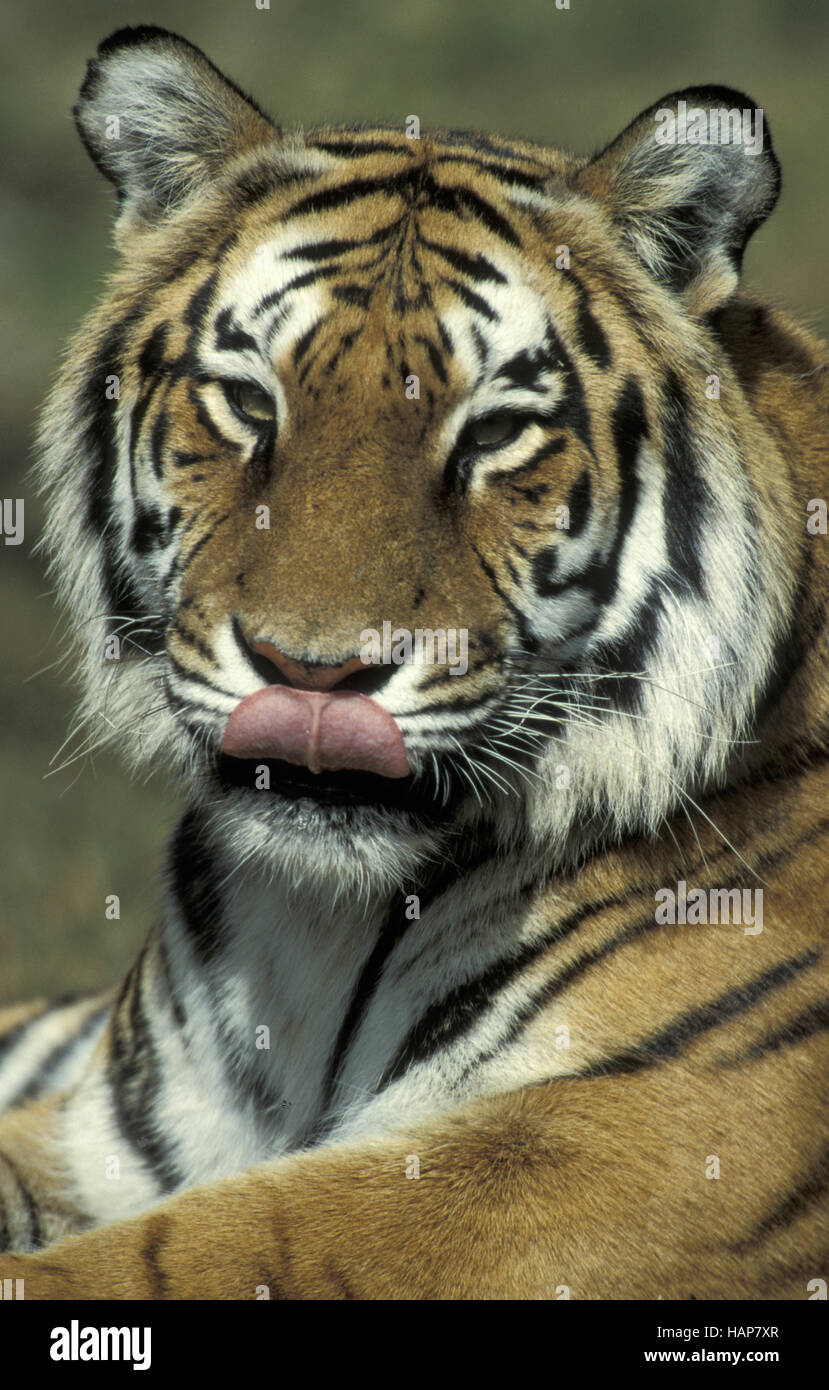 Tigre royal du bengale hi-res stock photography and images - Alamy