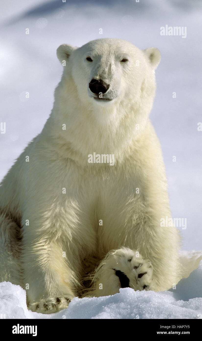 Polarbaeren hi-res stock photography and images - Alamy