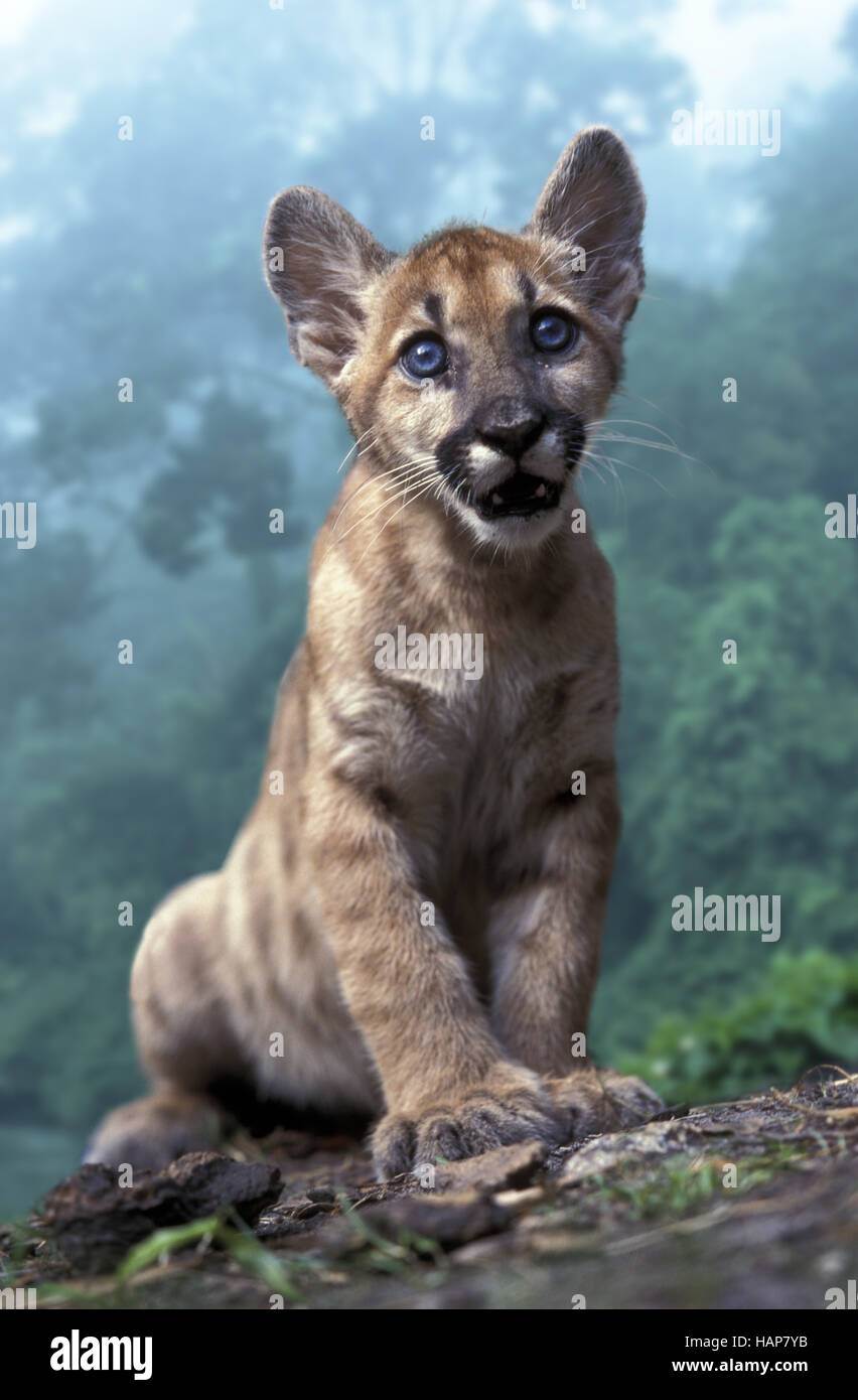 Florida panther cubs hi-res stock photography and images - Alamy