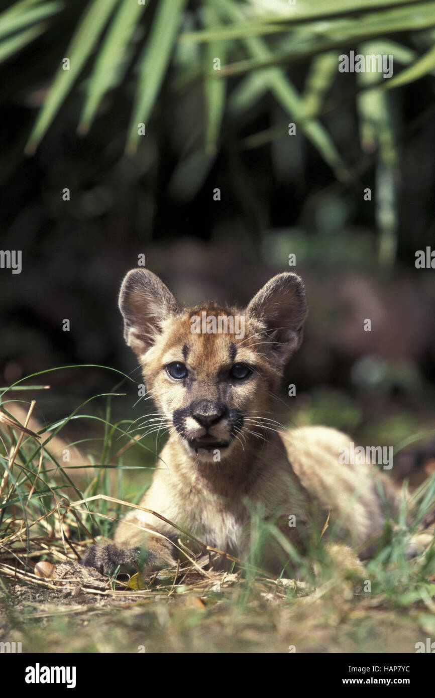 Panthers Animal Cubs