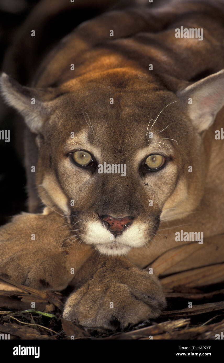Florida panther animals hi-res stock photography and images - Alamy