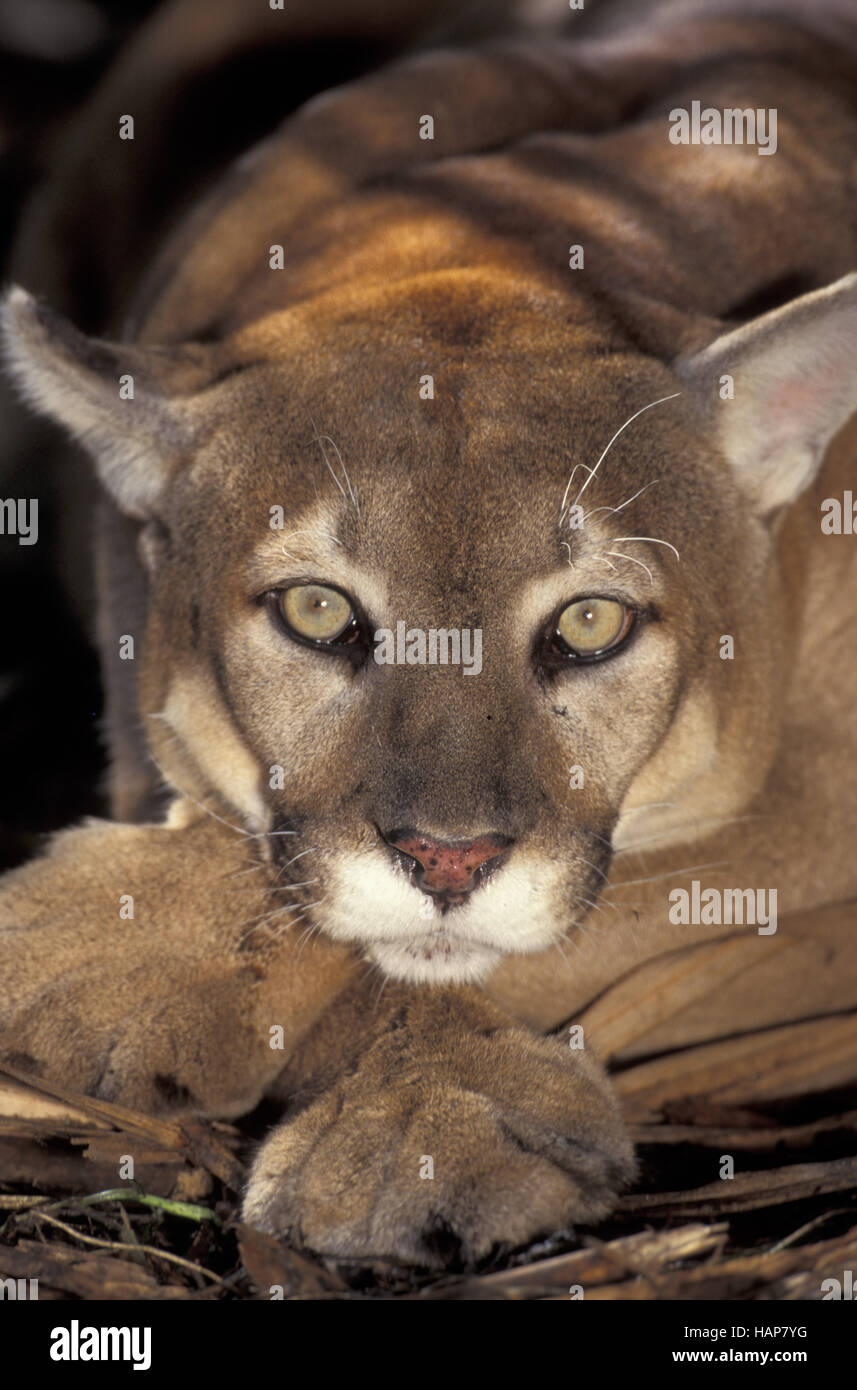 Florida panther hi-res stock photography and images - Alamy
