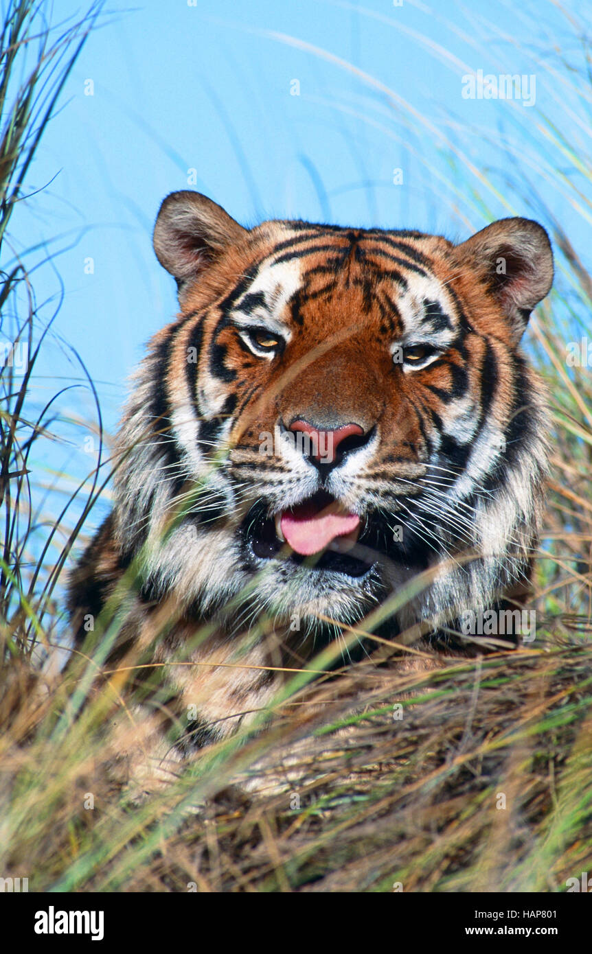 Tigre royal du bengale hi-res stock photography and images - Alamy