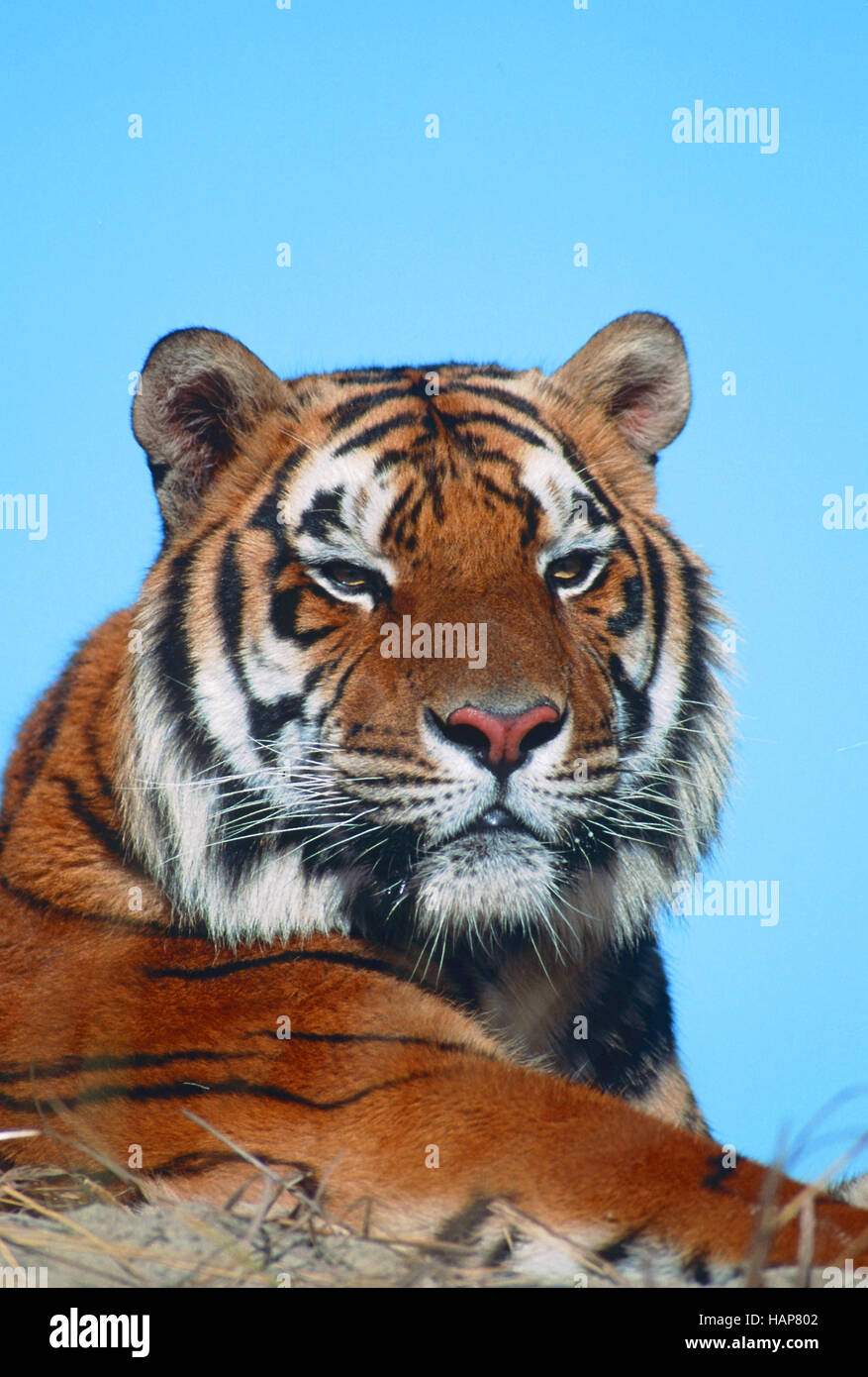 Tigre royal du bengale hi-res stock photography and images - Alamy