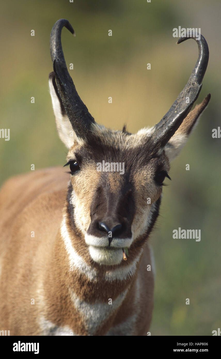 Berrendo antílope hi-res stock photography and images - Alamy