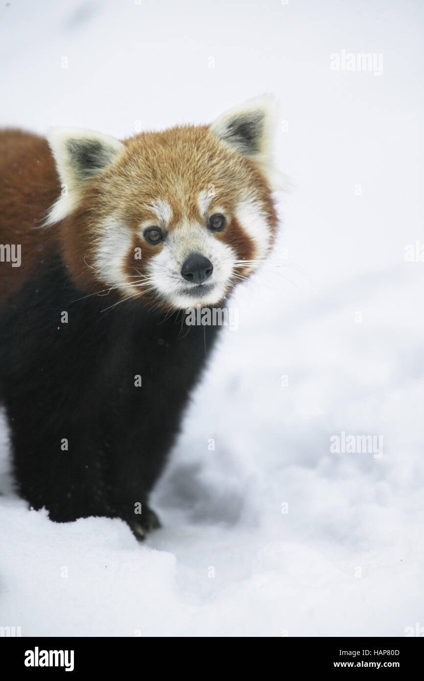 Predator become prey hi-res stock photography and images - Alamy