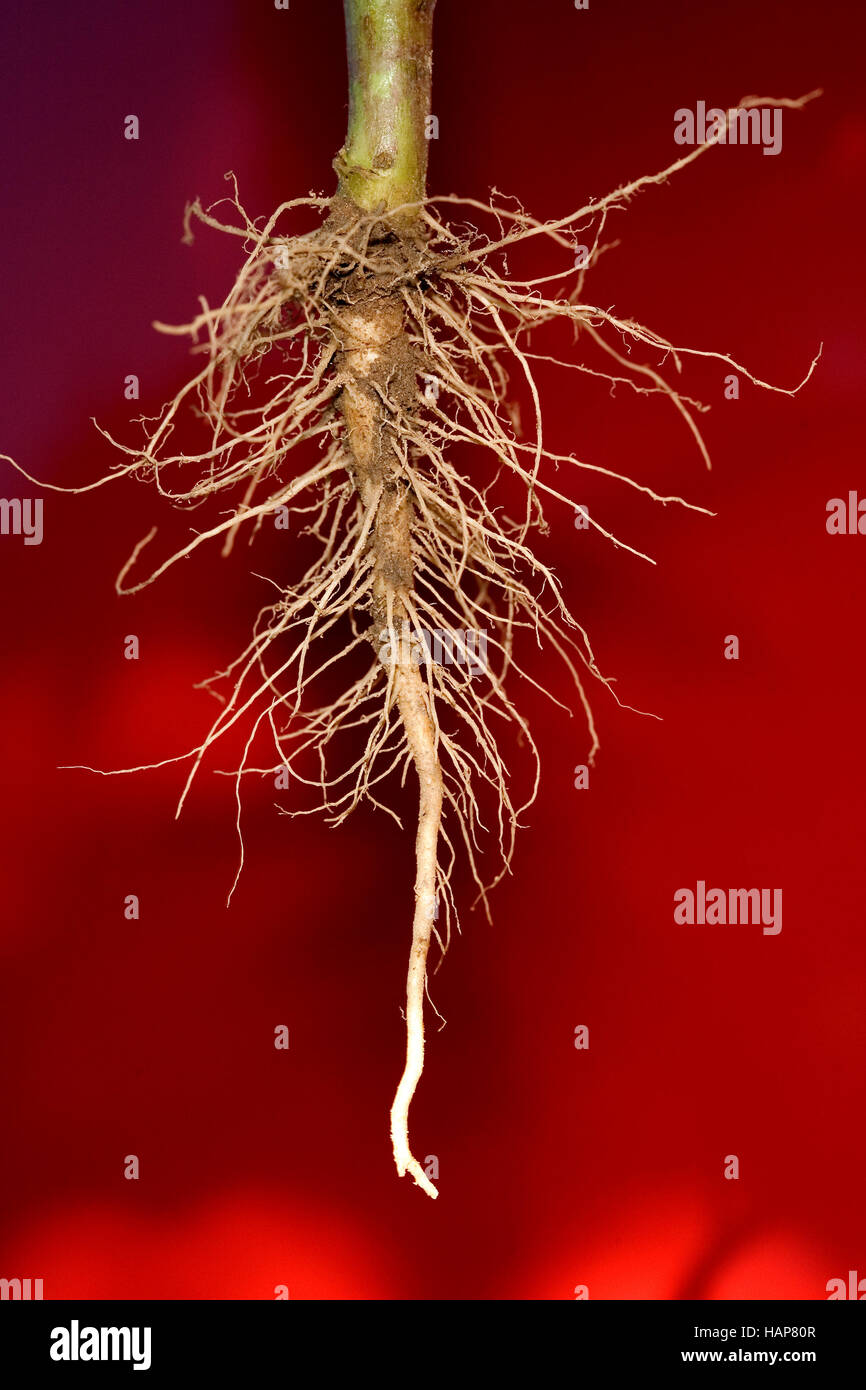 Roots Underground Stock Photos & Roots Underground Stock Images - Alamy