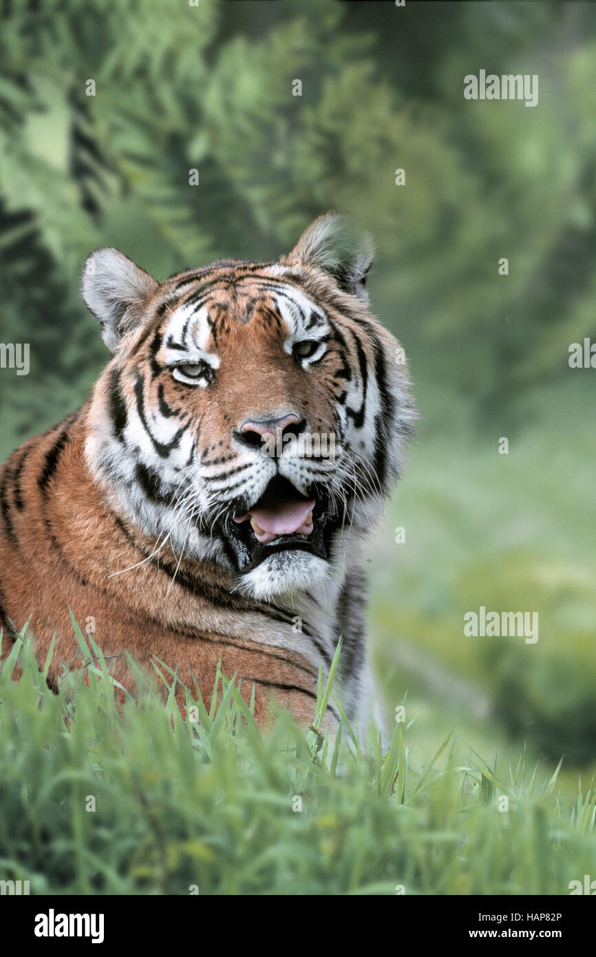 Tiger Panting High Resolution Stock Photography and Images - Alamy
