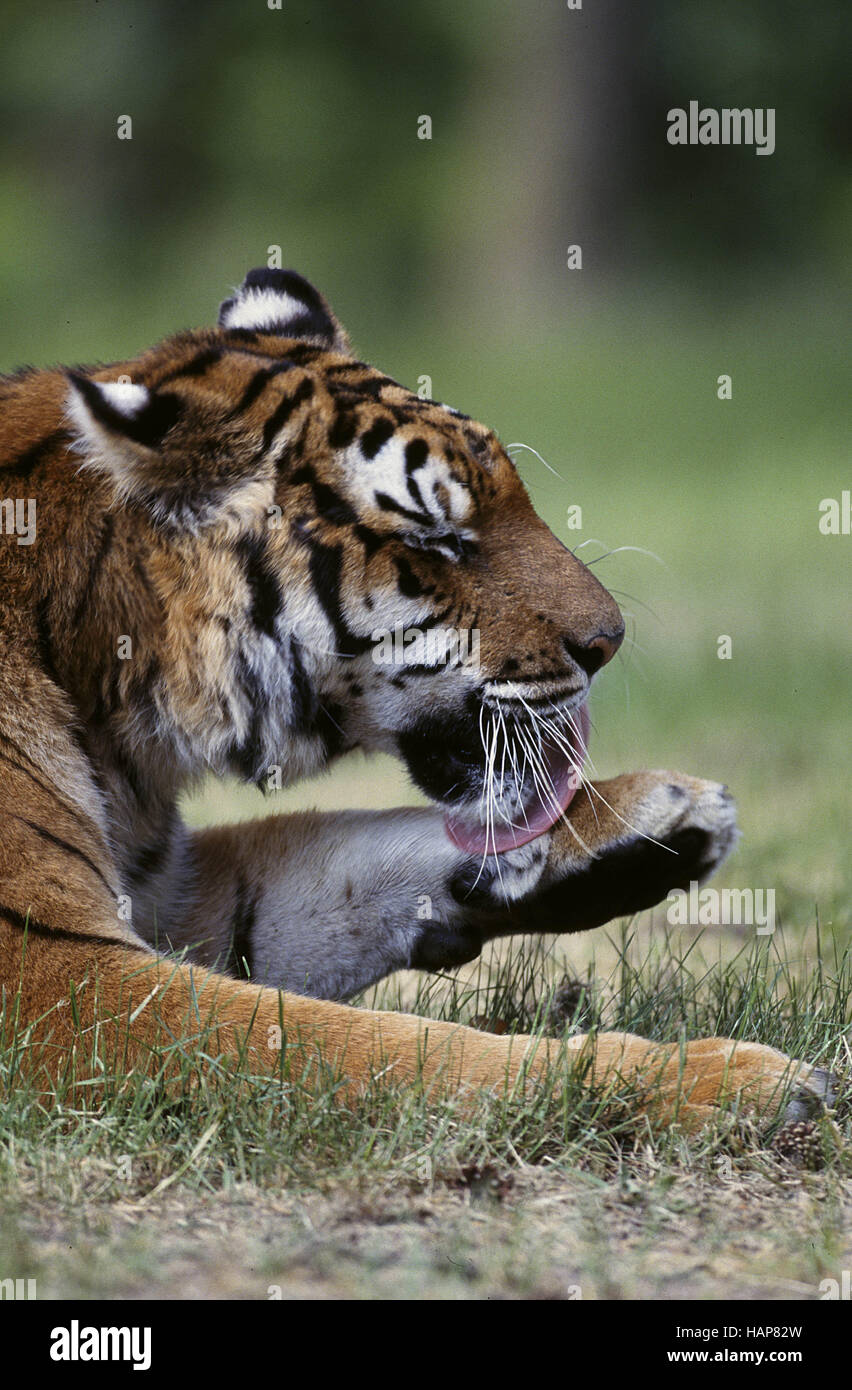 Bengal tiger koenigstiger panthera tigris hi-res stock photography and ...