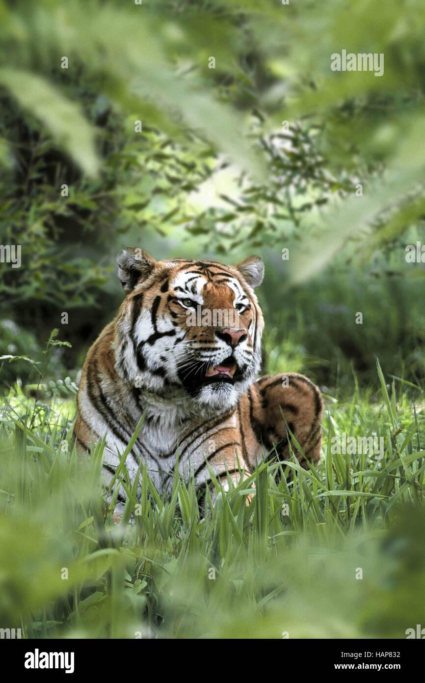 Tigre royal du bengale hi-res stock photography and images - Alamy