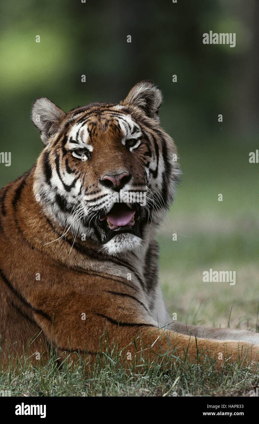 Bengal tiger koenigstiger panthera tigris hi-res stock photography and ...