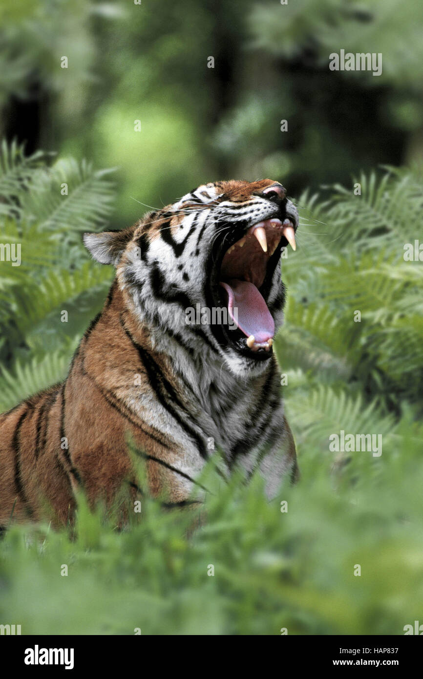 Royal tiger tigre royal hi-res stock photography and images - Alamy