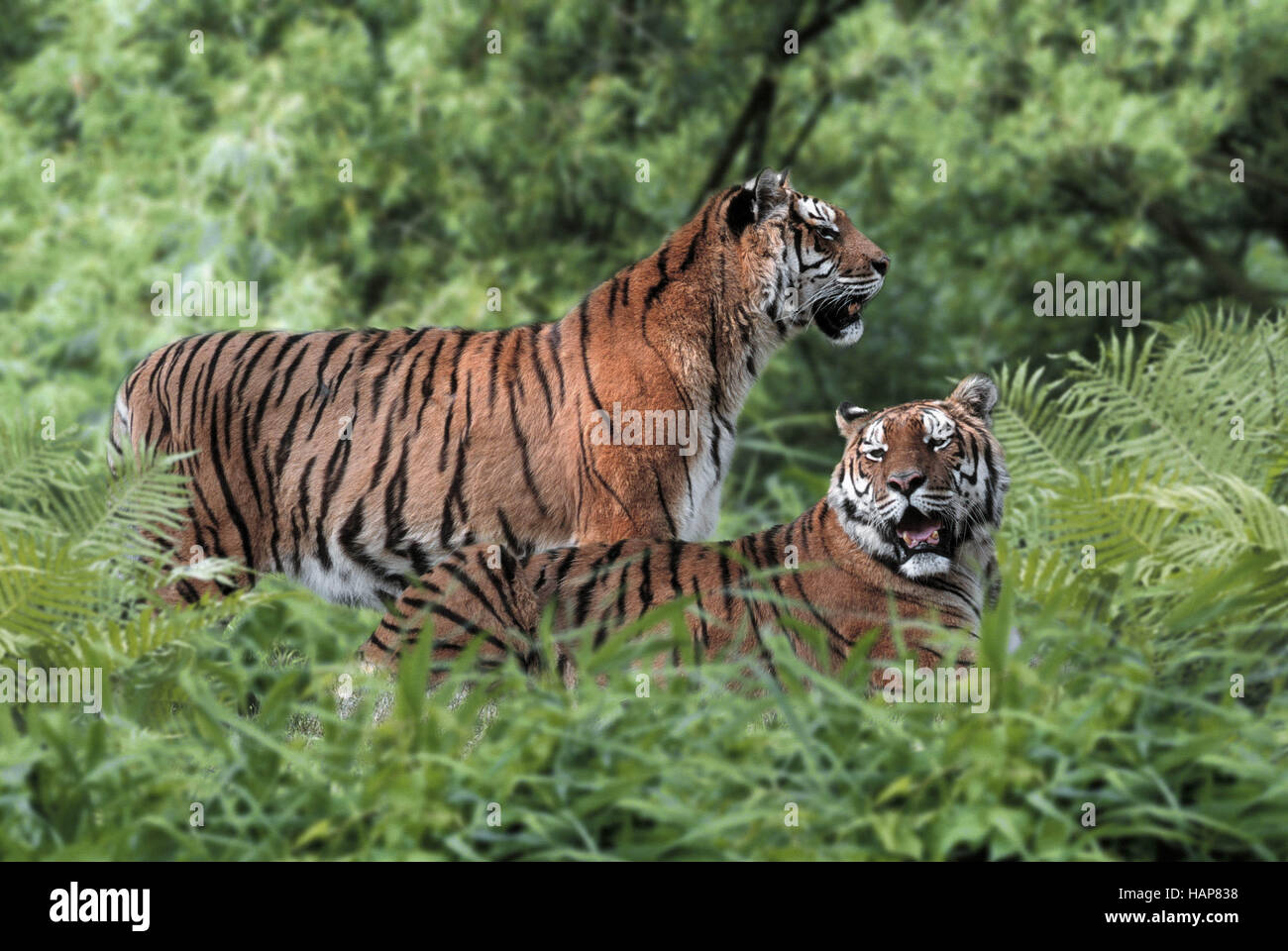 Bengal tiger koenigstiger panthera tigris hi-res stock photography and ...