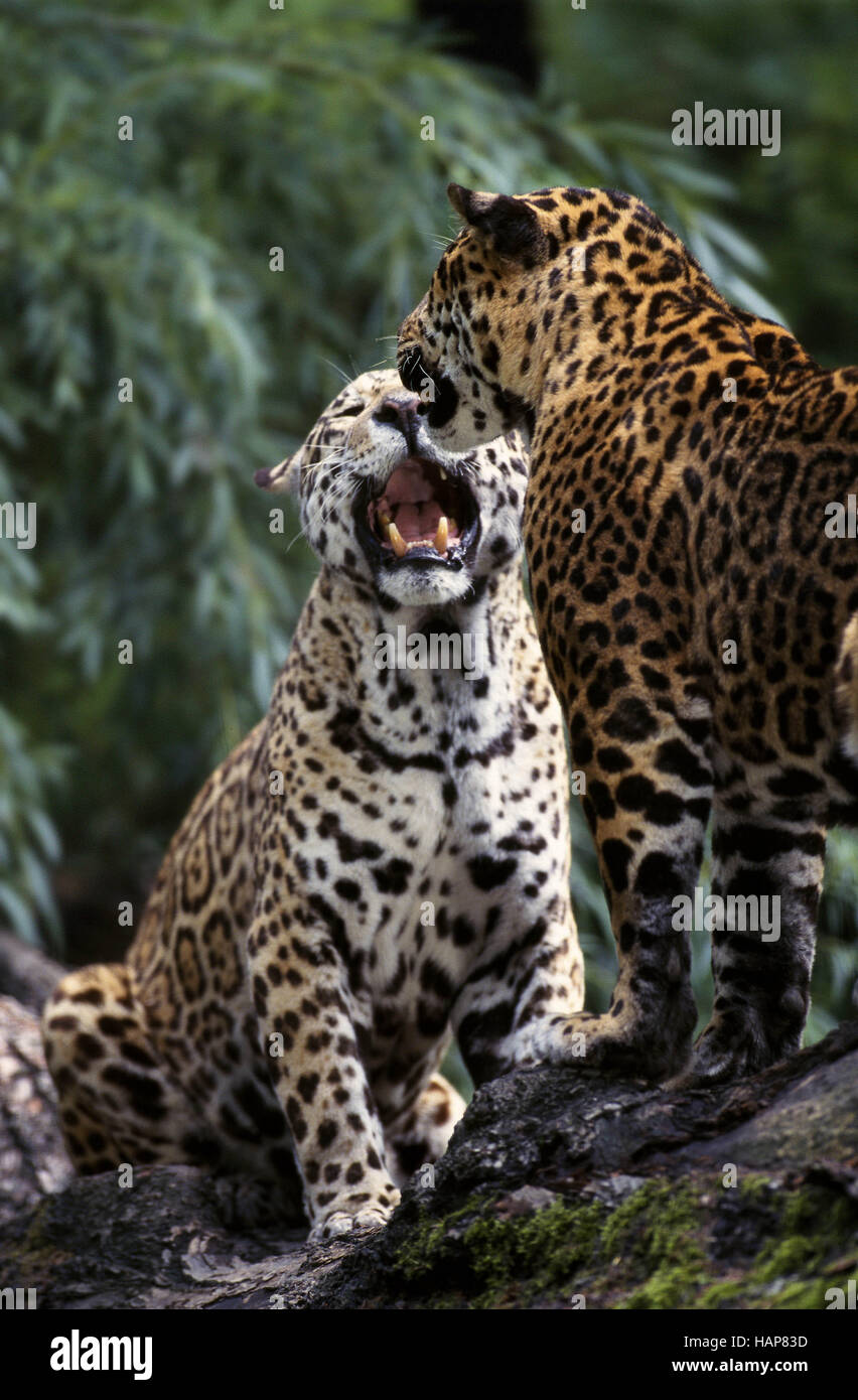 Jaguar prey hi-res stock photography and images - Alamy