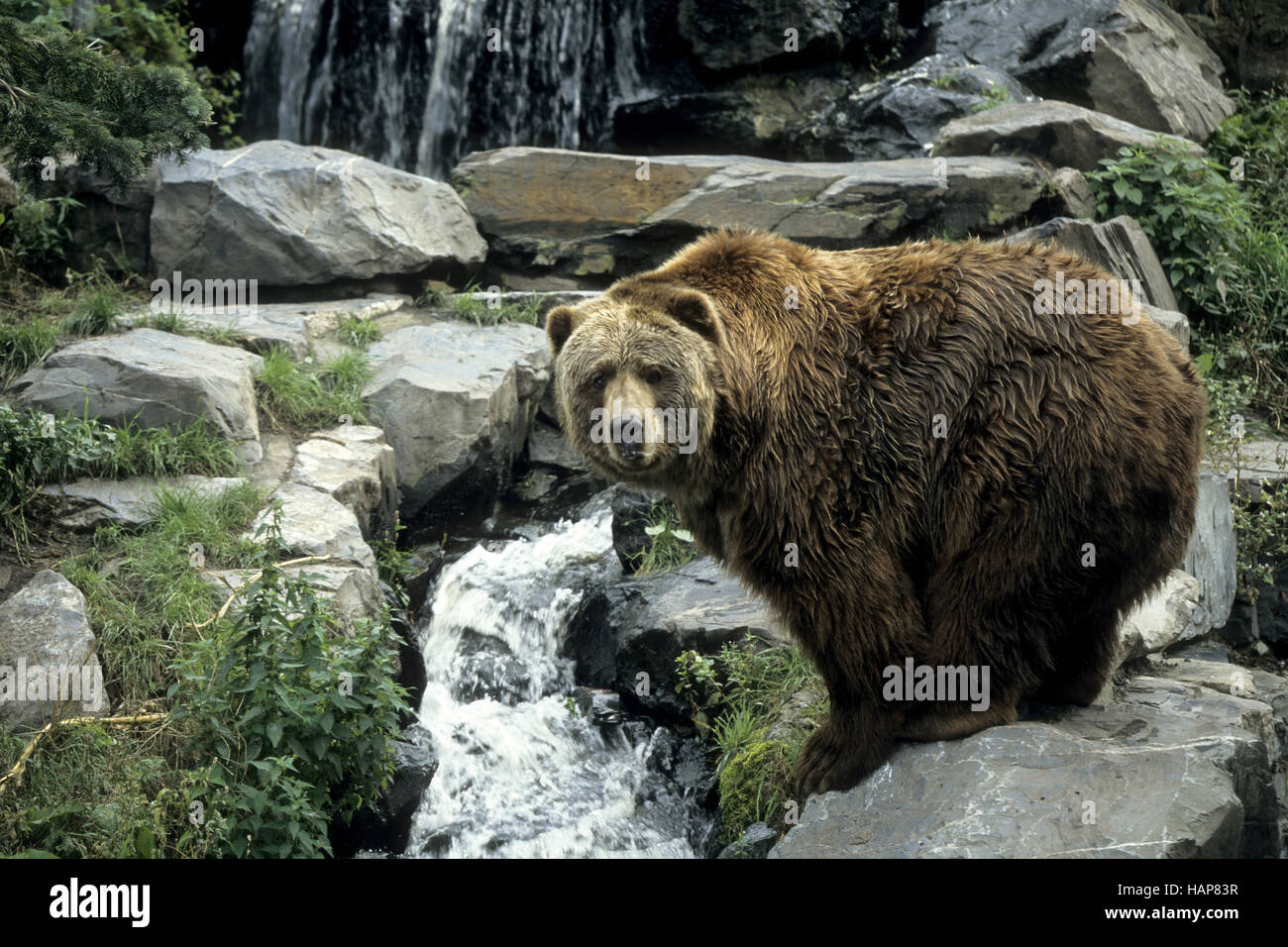 Kodiak bear ursus middendorfi ursus hi-res stock photography and images ...