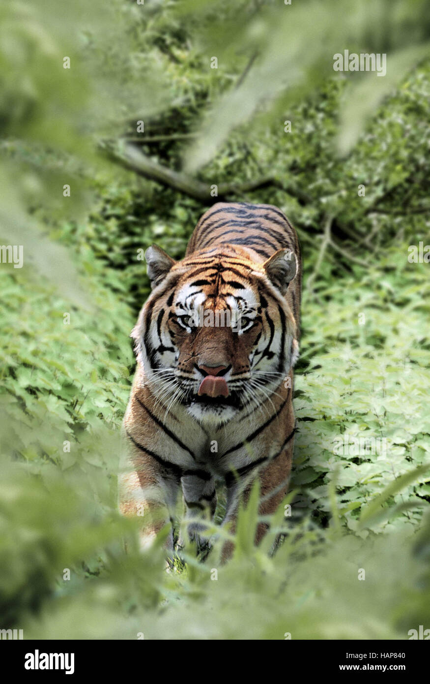 Bengala tiger hi-res stock photography and images - Alamy