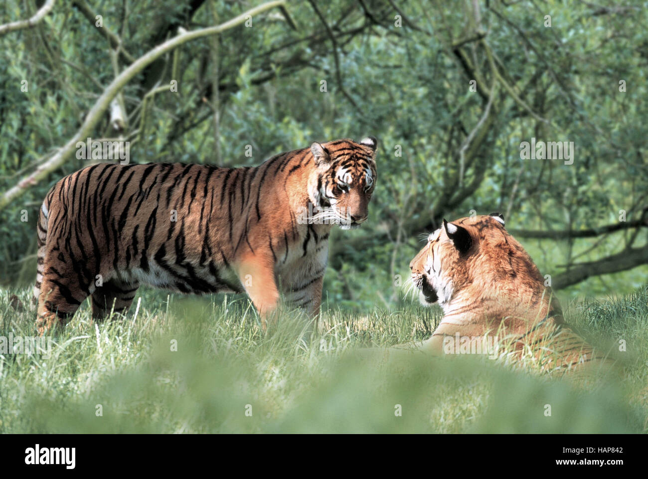 Bengal tiger koenigstiger panthera tigris hi-res stock photography and ...