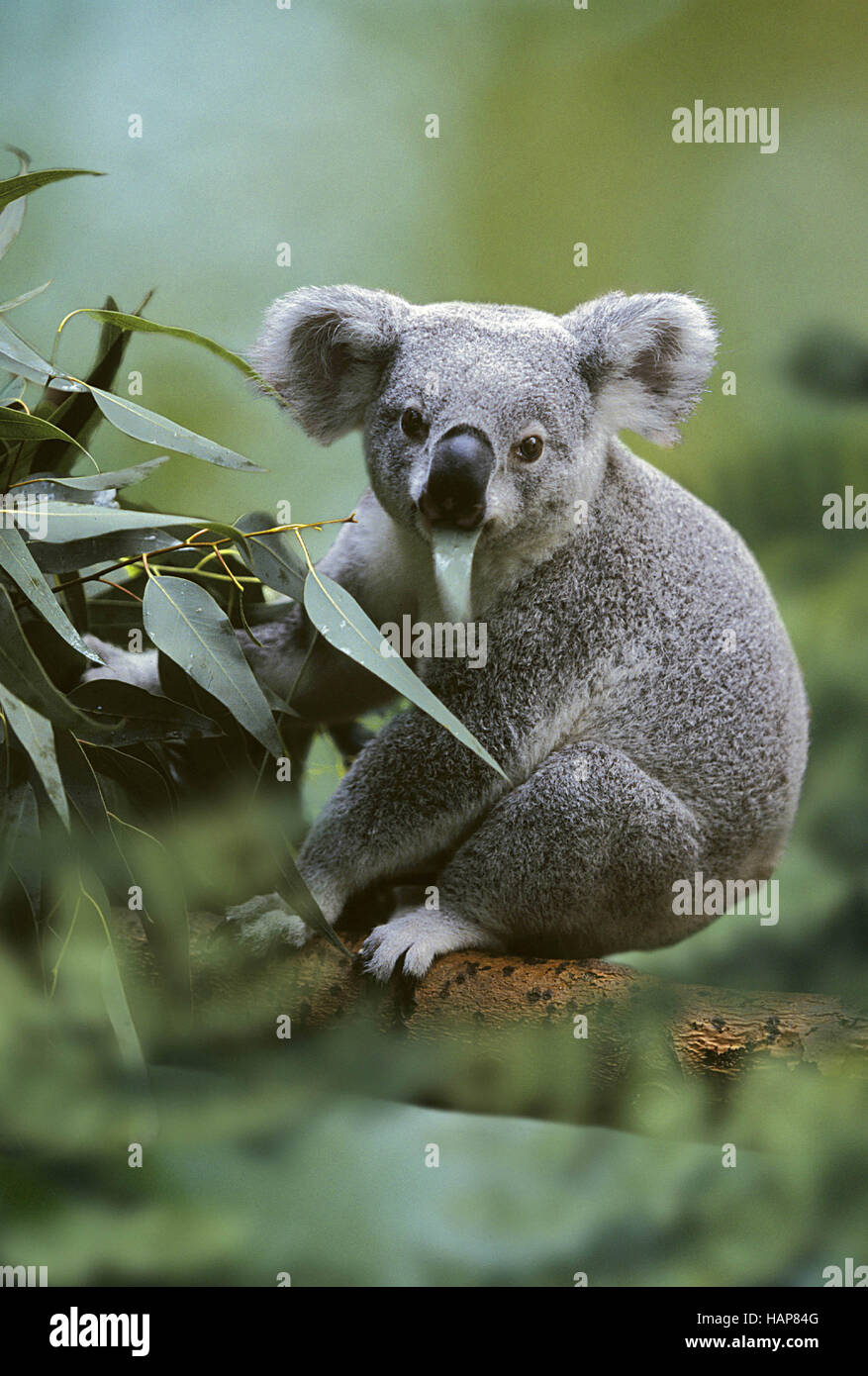 Marsupials koala hi-res stock photography and images - Alamy