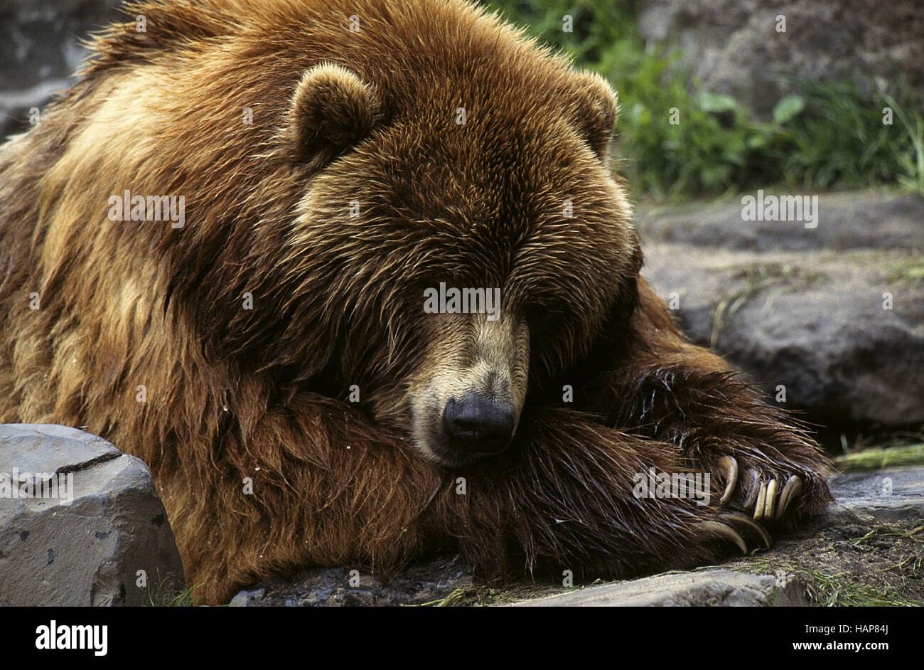 Kodiak bear hi-res stock photography and images - Alamy