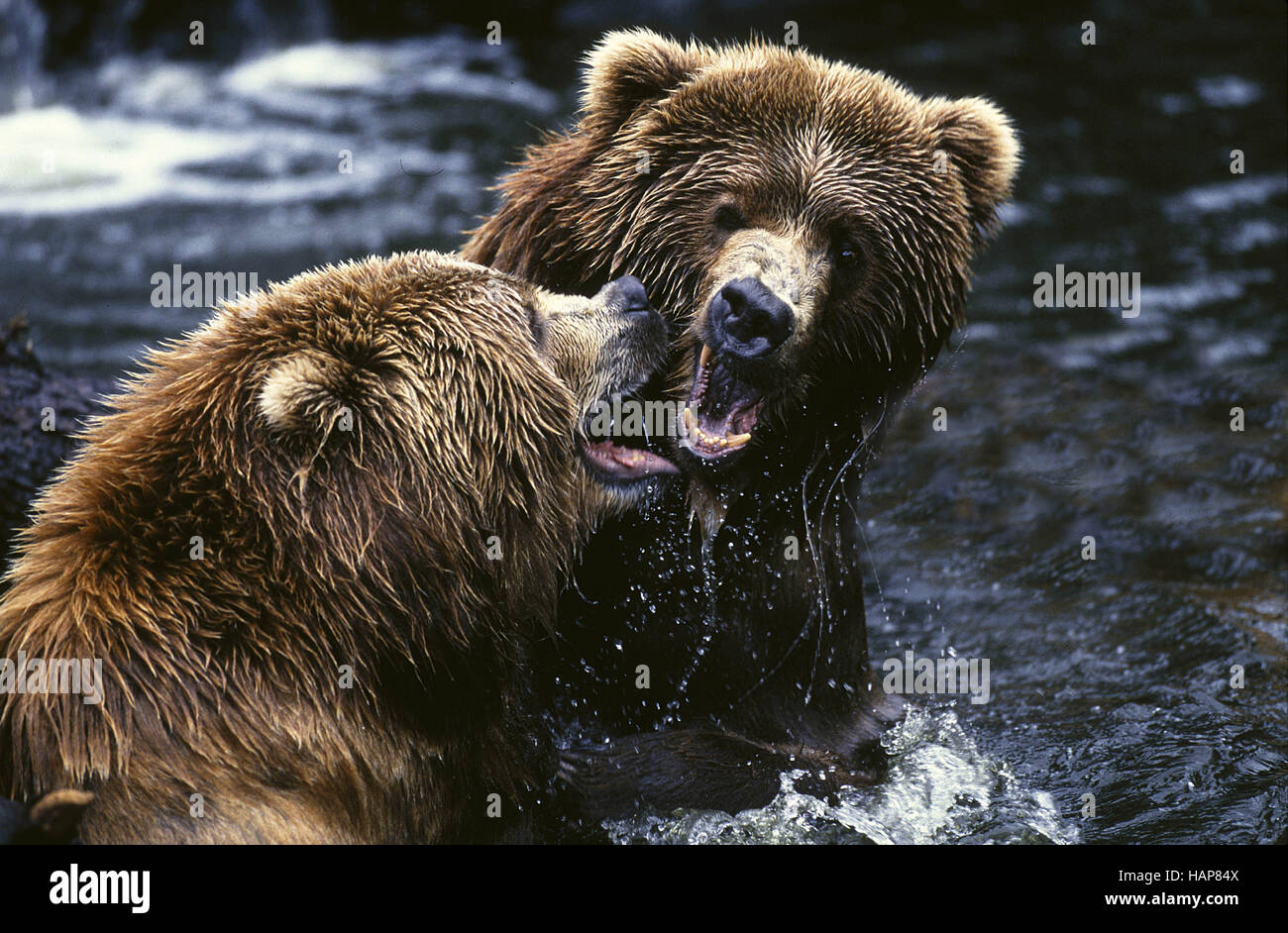 Kodiak bear hi-res stock photography and images - Alamy