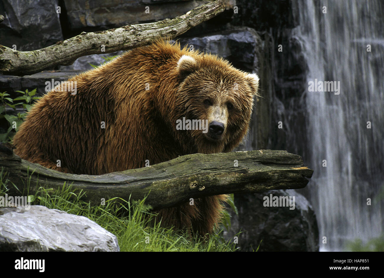 Kodiak braunbaeren hi-res stock photography and images - Alamy