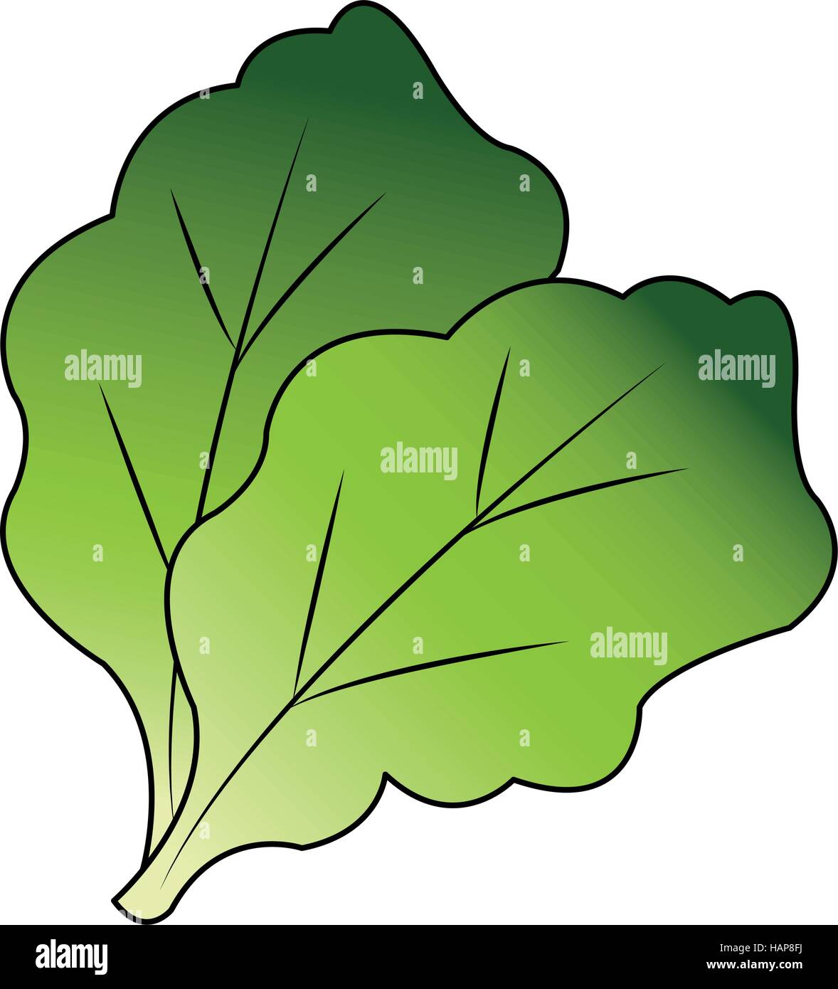 Isolated lettuce design Stock Vector Image & Art - Alamy