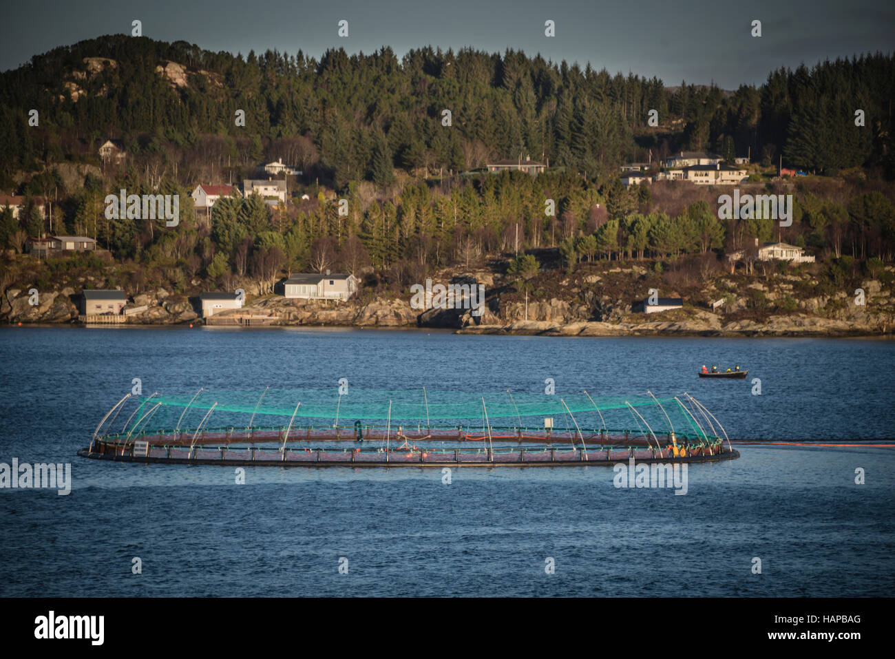 Salmon farming norway hi-res stock photography and images - Alamy
