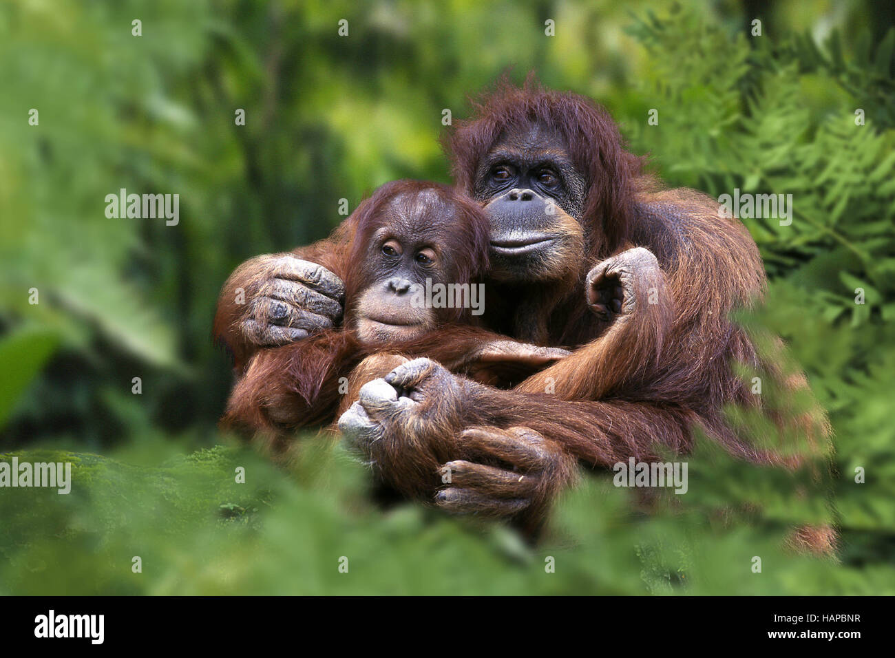 Baby orangutan suckling hi-res stock photography and images - Alamy