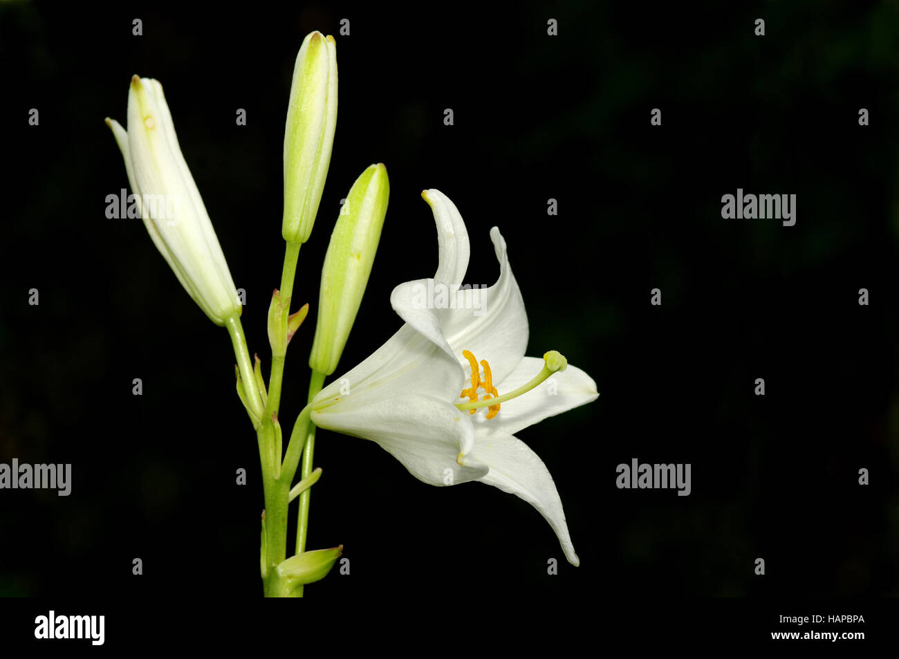 lilium candidum - Madonna Lily Stock Photo - Alamy